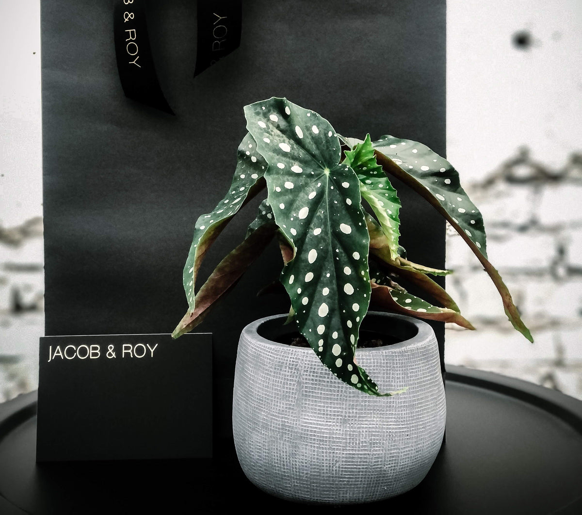 The Local Collection (Delivery within 20km of Melbourne CBD Only ...